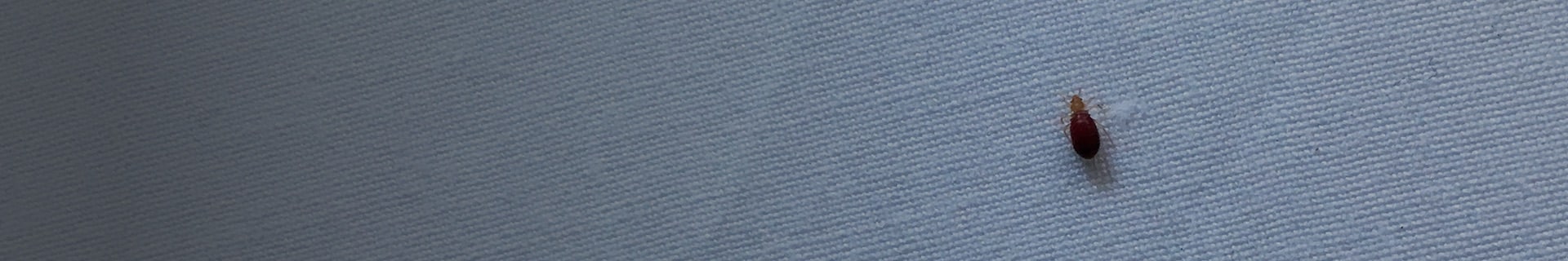 Bed Bugs in Pennsylvania - Akita Pest Control