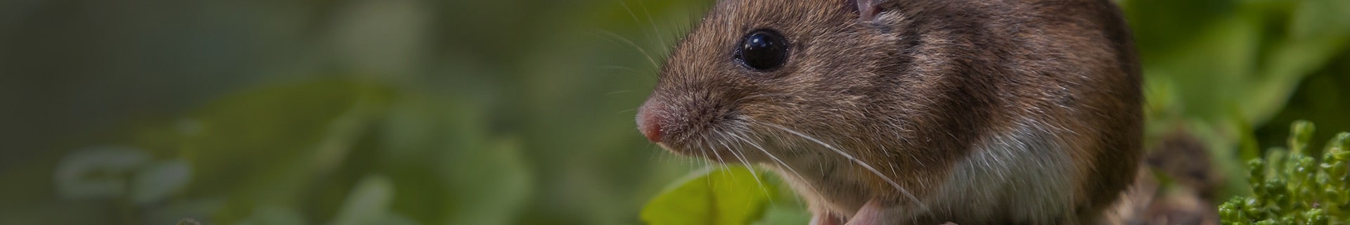 Common Types of Mice in Pennsylvania - Akita Pest Control