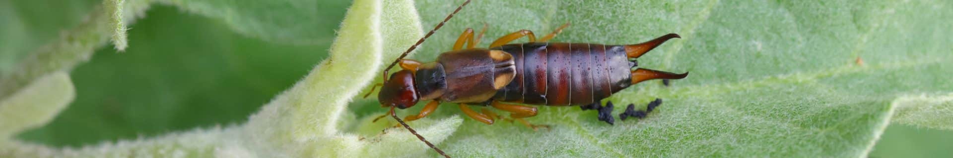 Earwigs in Central & Southeastern Pennsylvania - Akita Pest Control