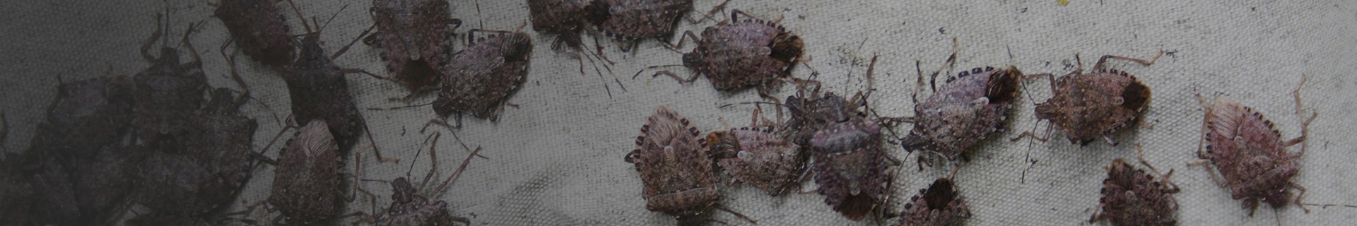 Stinkbugs in Central & Southeastern Pennsylvania - Akita Pest Control