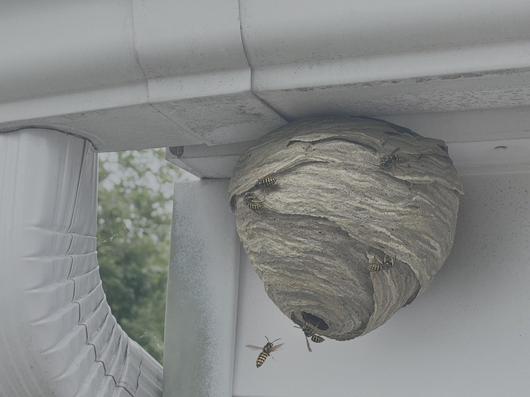 Wasp Removal & Control in Lancaster, PA | Akita Pest Control