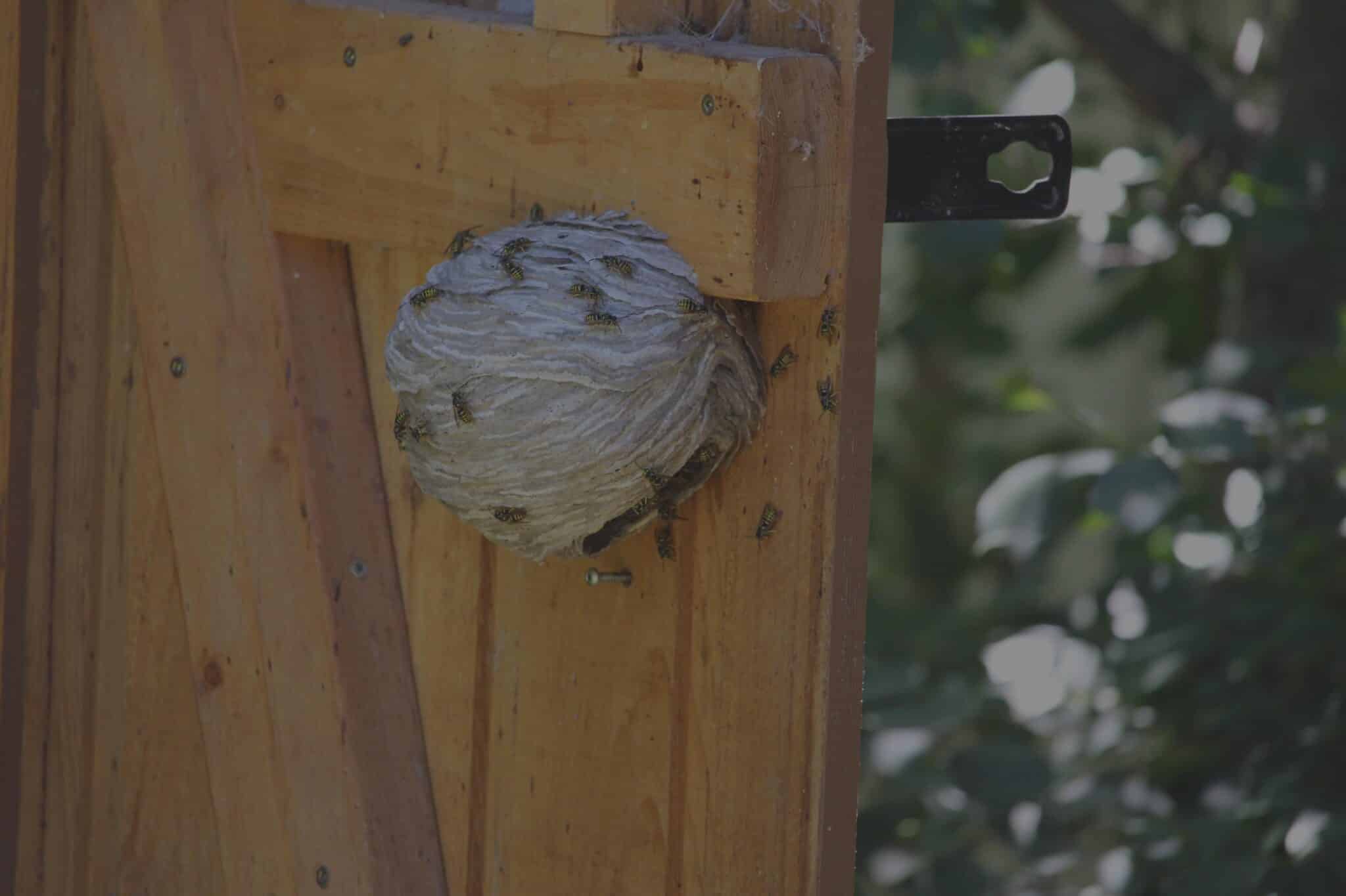 Wasp Removal & Control in Harrisburg, PA | Akita Pest Control