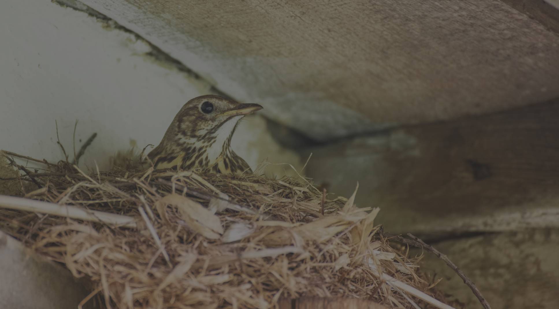Bird Control & Nest Removal | Akita Pest Control