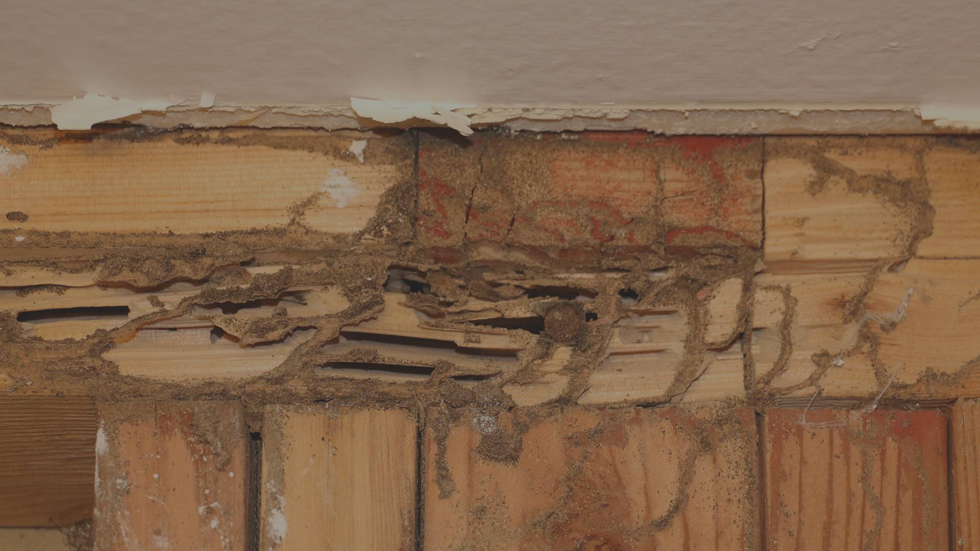 Termite Inspection & Treatment in King of Prussia | Akita Pest Control